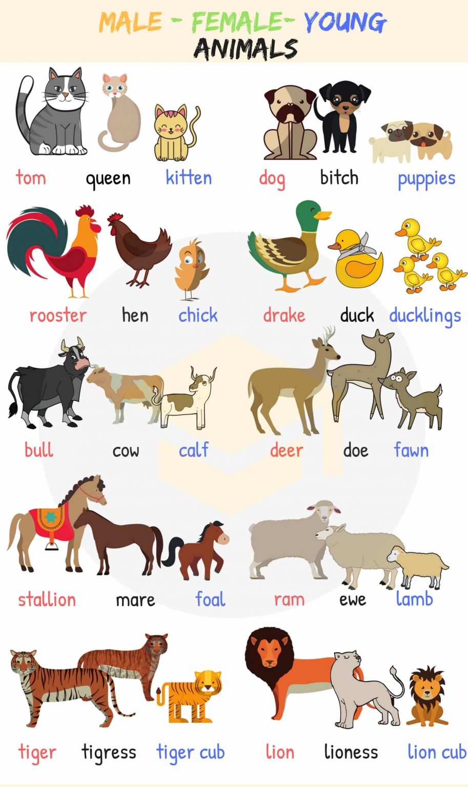 Learning English Noun For Animals Online Tuisyen Matematik UPSR Learning English Noun For Animals Online Tuisyen Matematik UPSR